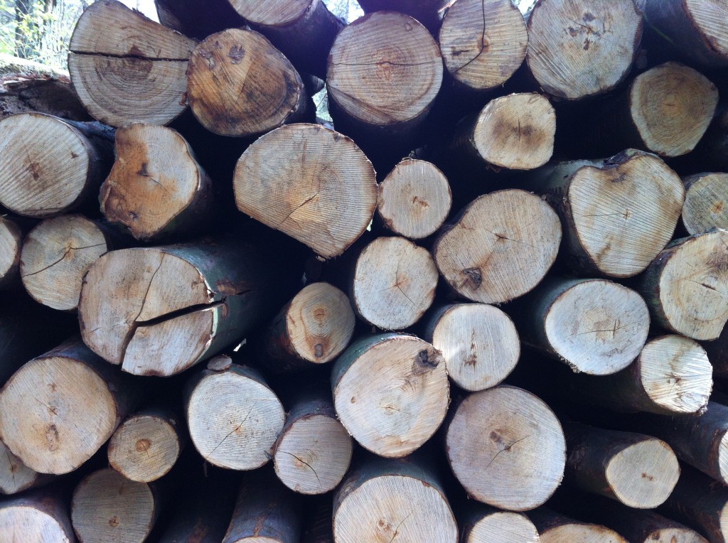 Fresh Cut Logs - Everything Wing Chun® Blog