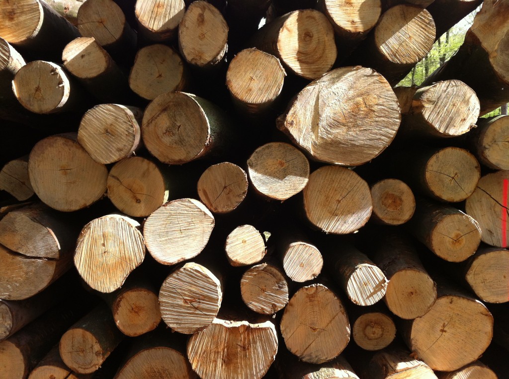 Fresh Cut Logs 2 - Everything Wing Chun® Blog